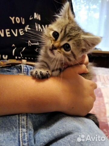 Кошка в дар бесплатно