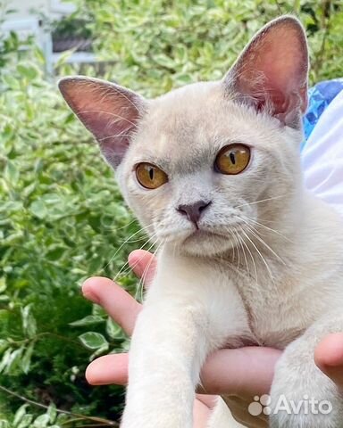 Девочка бурманской породы