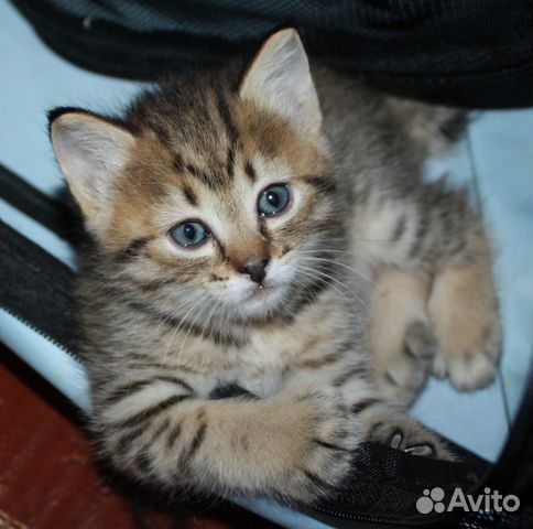 Пиксибоб котята, коты и кошки
