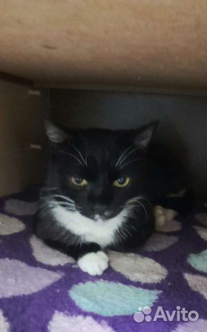 Котик ищет дом