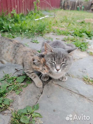 Кошки в добрые руки бесплатно