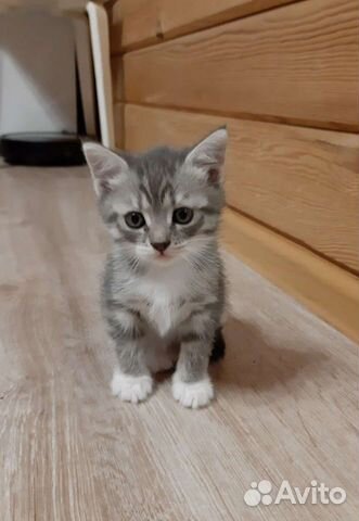 Котёнок девочка