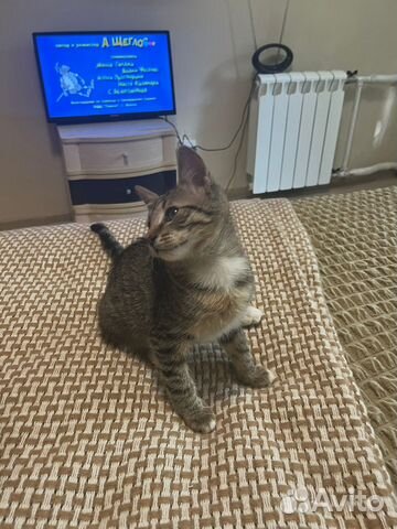 Милый ориентал в добрые руки