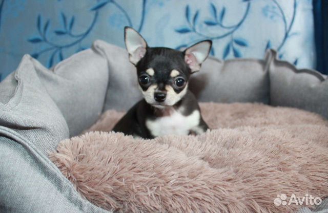 Маленький чишка