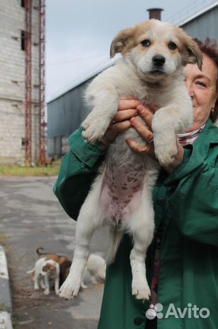 Очаровательная щенулька ищет дом