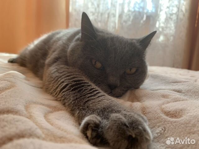 Британская голубая кошка Клепа