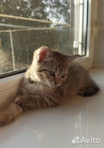 Британские котята