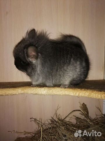 Шиншилла девочка 4,5 месяцев