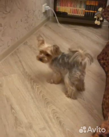 Йоркширский терьер потерялся