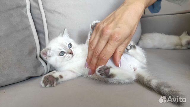 Котята британцы