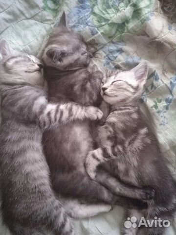 Три котенка-девочки ищут дома