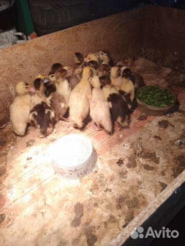 Мускусные утята индоутки