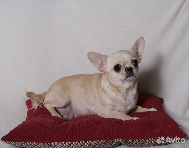 Чихуахуа подрощенная девочка