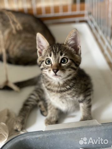 Котята 2 братика