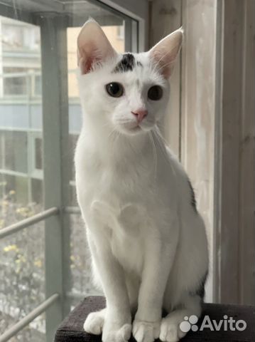 Белый котенок мальчик 6мес