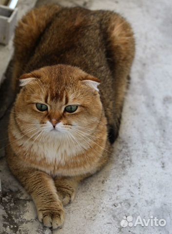 Вязка с шотландским вислоухим котом