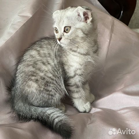 Шотландская девочка