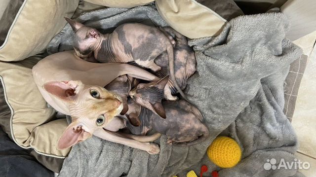 Канадский сфинкс (котята)
