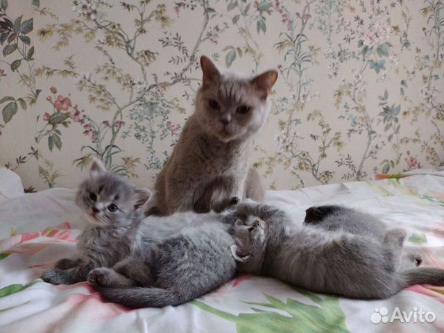 Красивые котята от британской кошки