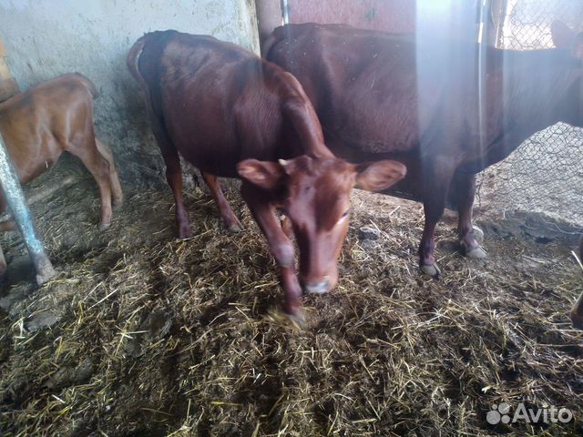 Продажа животных