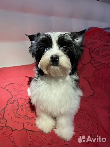 Малыш бивер