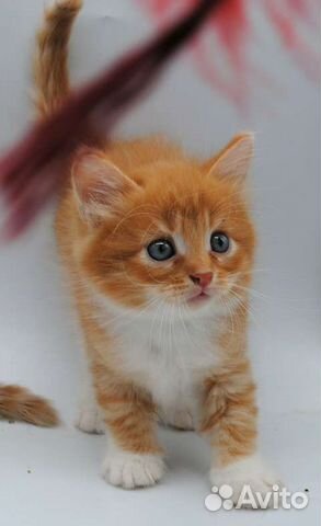 Очаровательный рыжик