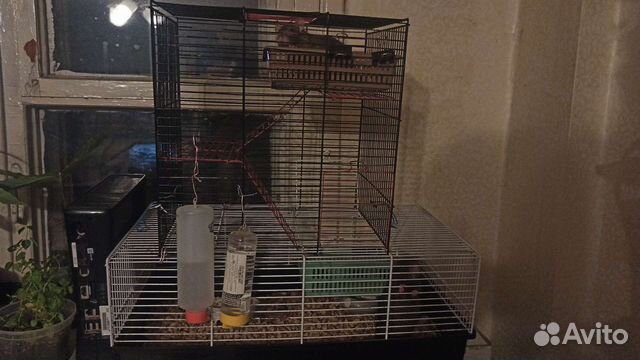 Крысы с клеткой