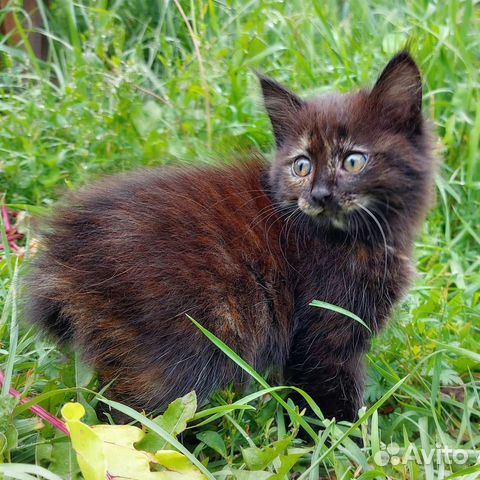 Отдам котёнка. Доставка