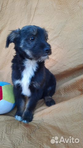 Максик ищет дом