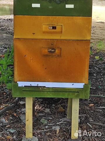 Улей с пчелами