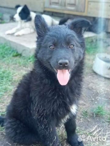 Собачки щенки девочки ищут заботливый дом