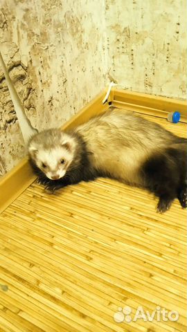 Хорьки девочка и мальчик