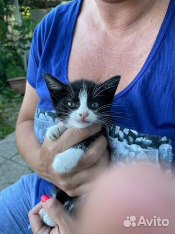 Котенок 1,5 мес.Девочка