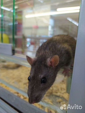 Декоративная крыса