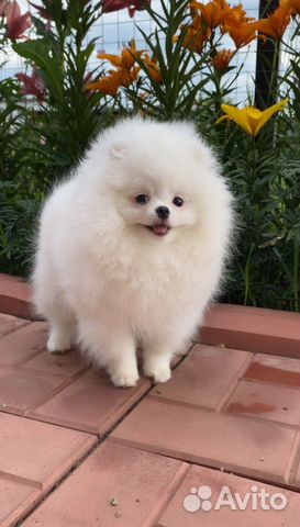 Померанский шпиц мини