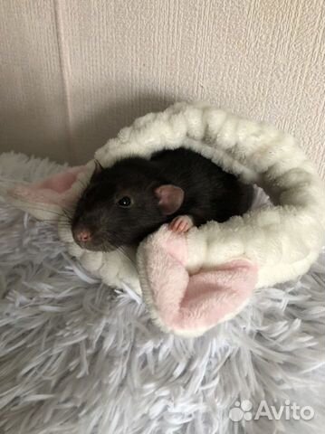 Крыса с клеткой