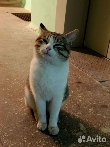 Котики бесплатно