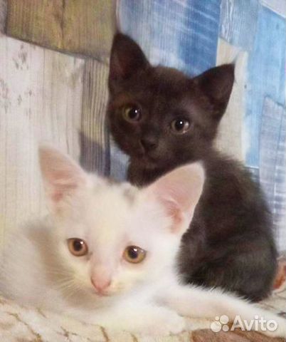 Котята ангорские и британец в добрые руки