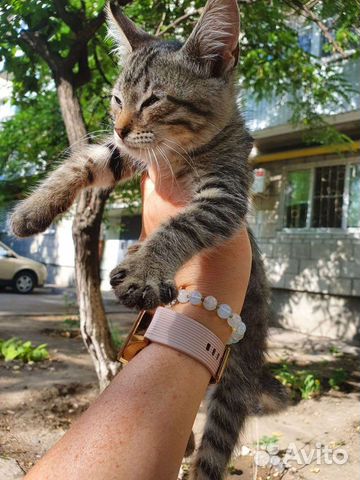 Самый ласковый котенок Кис