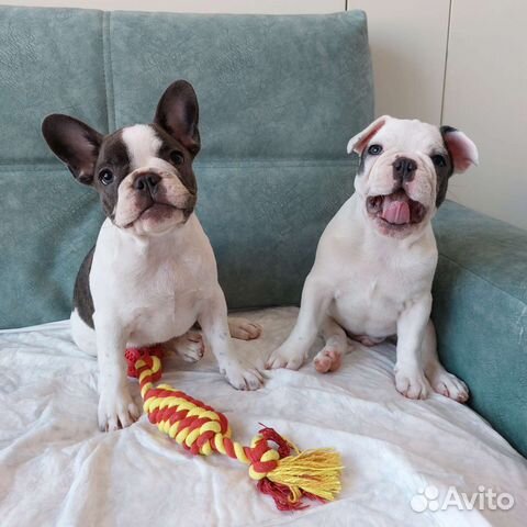Французский бульдог щенки голубой