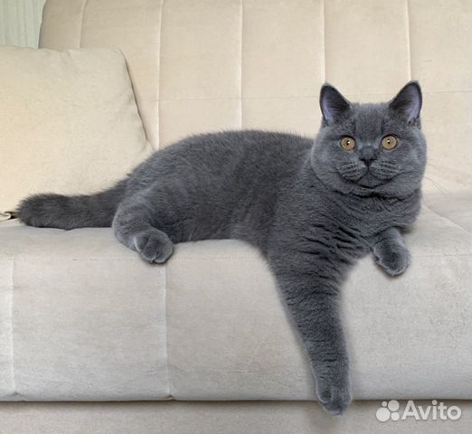 Белый британский котенок