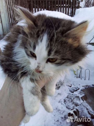 3 котенка мерзут на улице