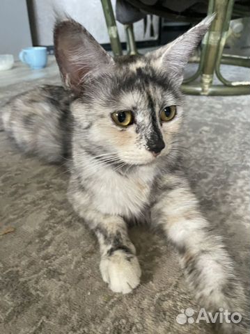 Кошка
