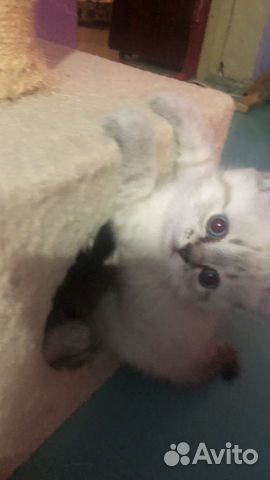 Котята шотландцы вислоухие