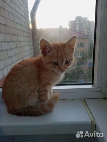 Кошки в добрые руки