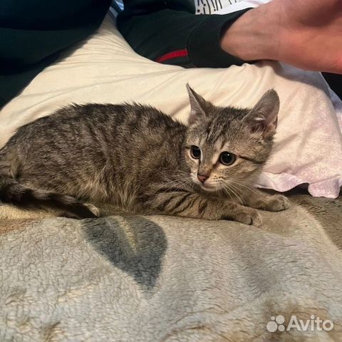 Кошка в дар