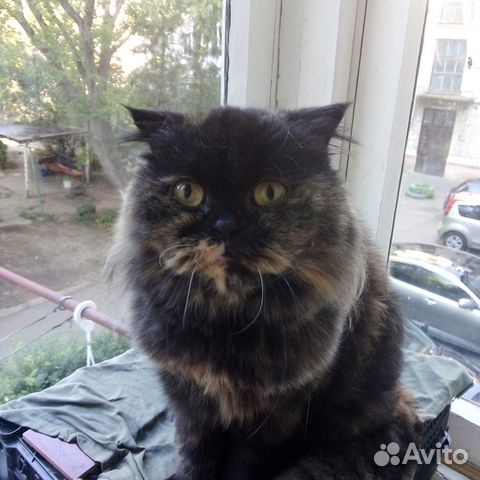 Кошка вислоухая шотландская