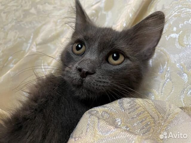 Котенок 4 мес фенотип Русская голубая в дар