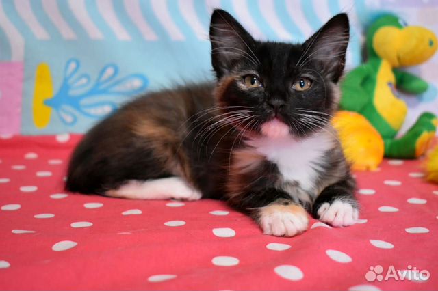 Котенок-девочка в счастливые руки