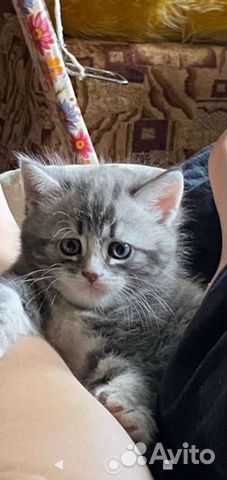 Котёнок шотландский